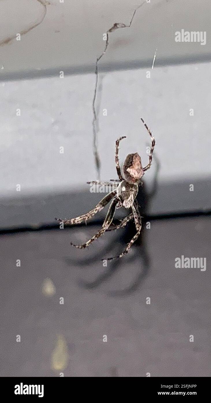 Knobbled Orbweaver (Socca pustulosa), Arachnida, Auckland, NZ Stock ...