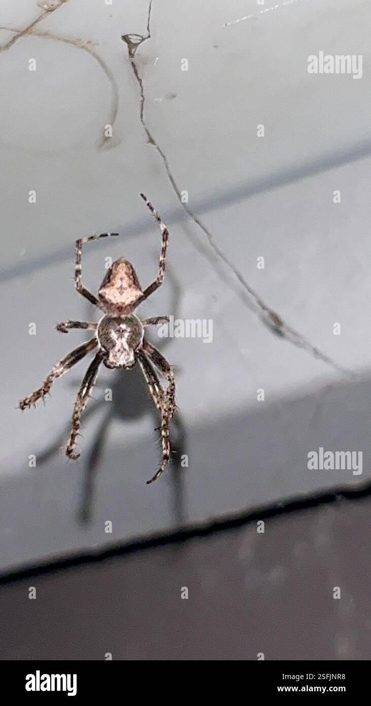Knobbled Orbweaver (Socca pustulosa), Arachnida, Auckland, NZ Stock ...