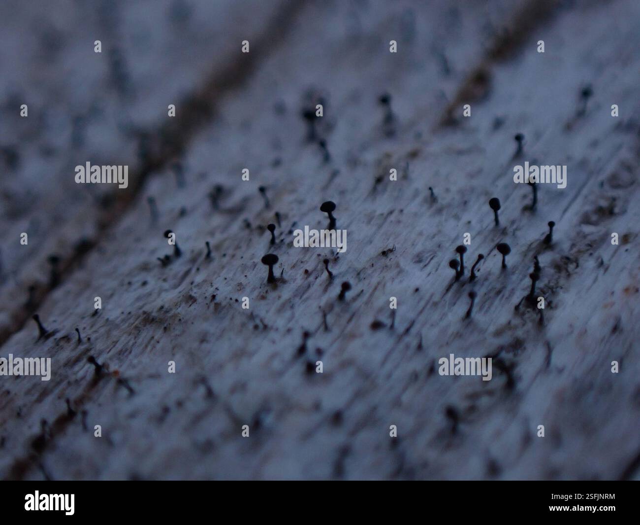 Snag Pin (Mycocalicium subtile), Fungi, Campbell River, BC, Canada, On ...