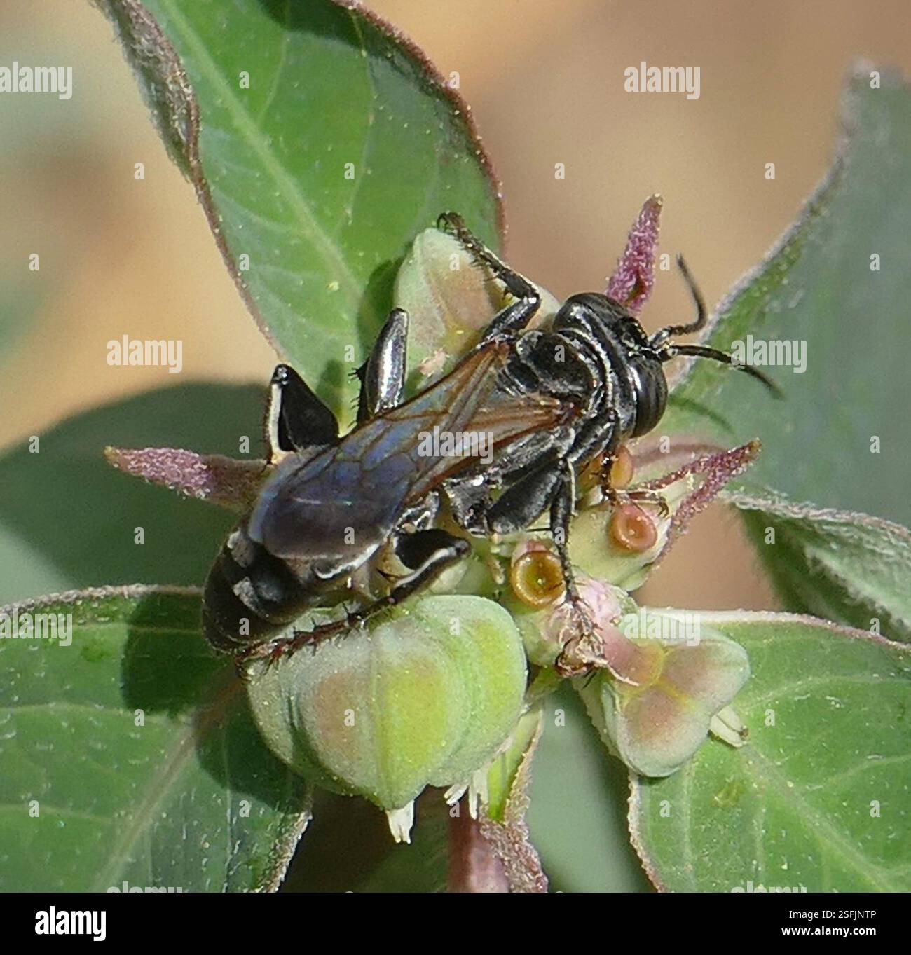 (Liris), Insecta, Santo Antão, Cape Verde, CV Stock Photo - Alamy