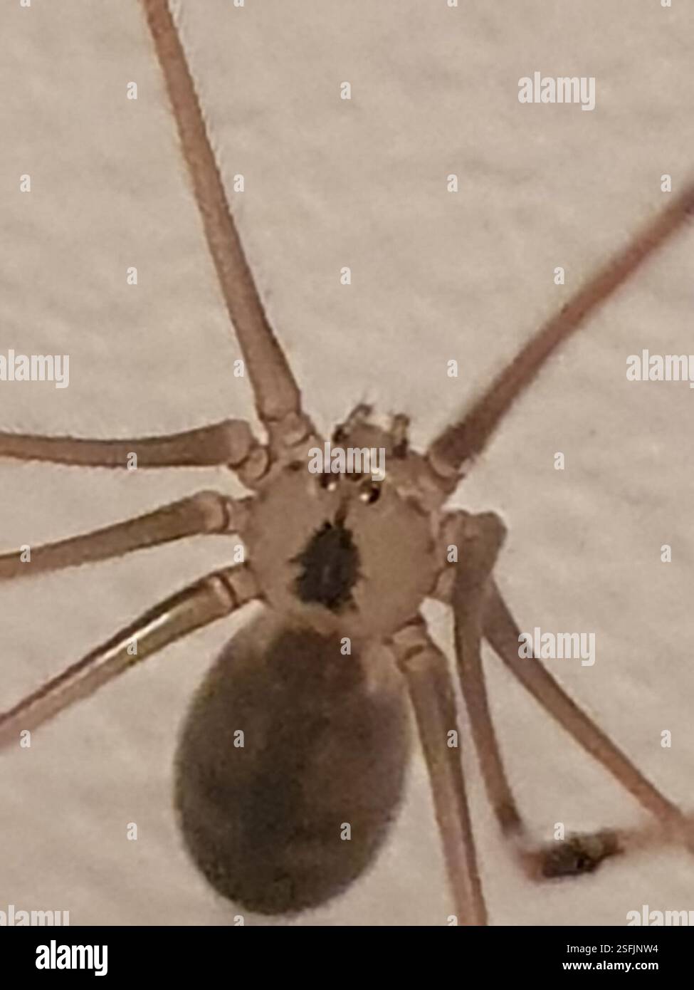 Long-bodied Cellar Spider (Pholcus phalangioides), Arachnida, Mākara ...