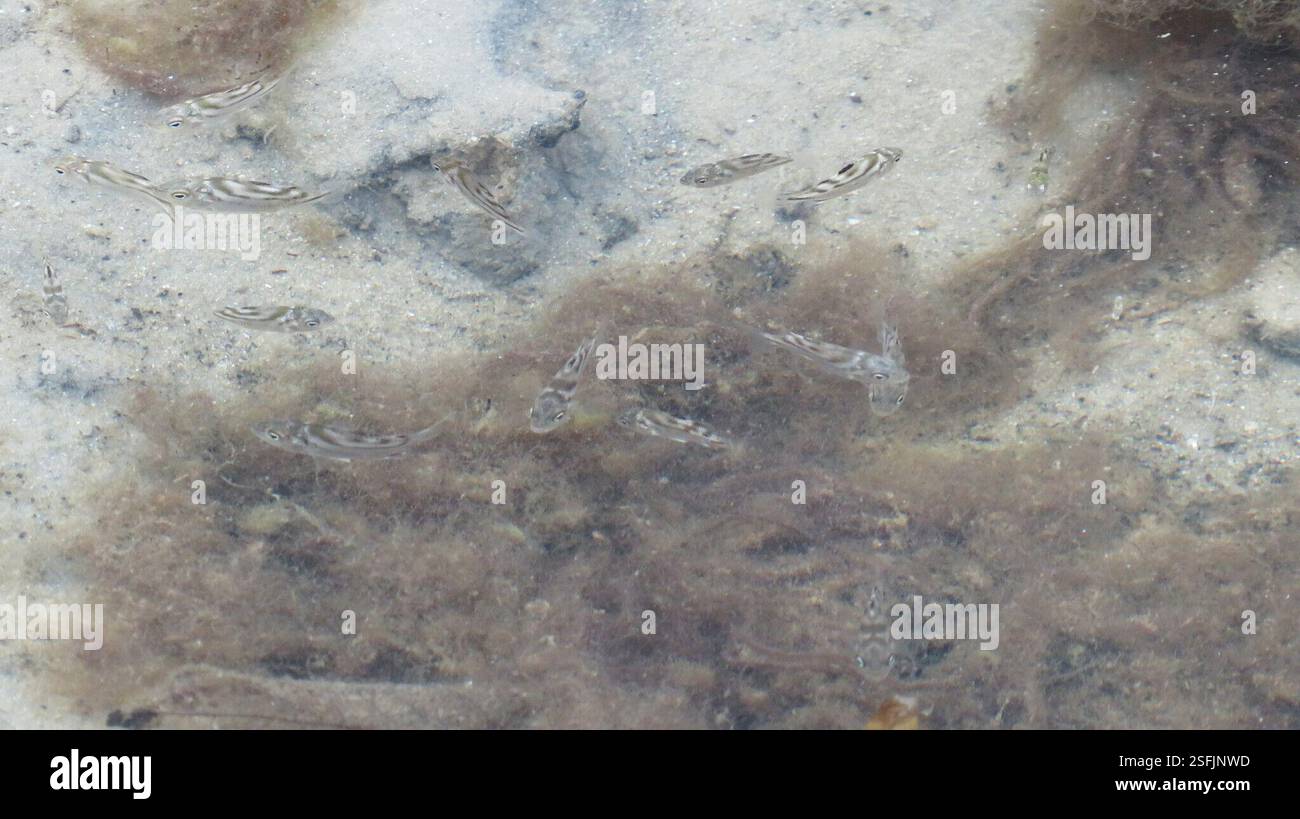 Crescent Grunter (Terapon jarbua), Actinopterygii, Краби, Таиланд Stock ...