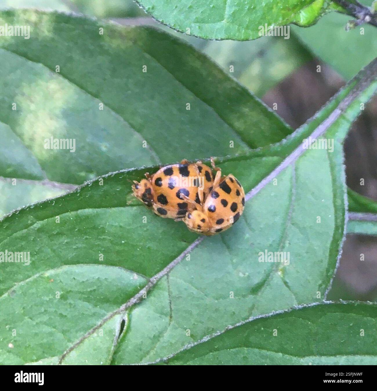 Hadda Beetle (Henosepilachna vigintioctopunctata), Insecta, RRELSTOP ...