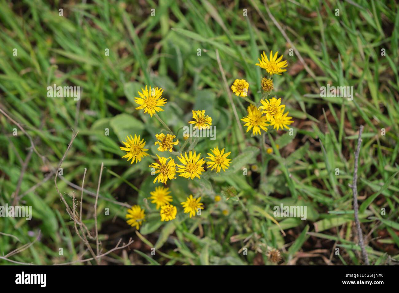Telegraphweed (Heterotheca grandiflora), Plantae, Torrance, CA, USA ...
