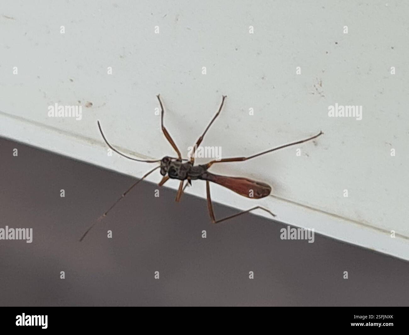 (Colobathristidae), Insecta, Klaaskreek, Suriname Stock Photo - Alamy