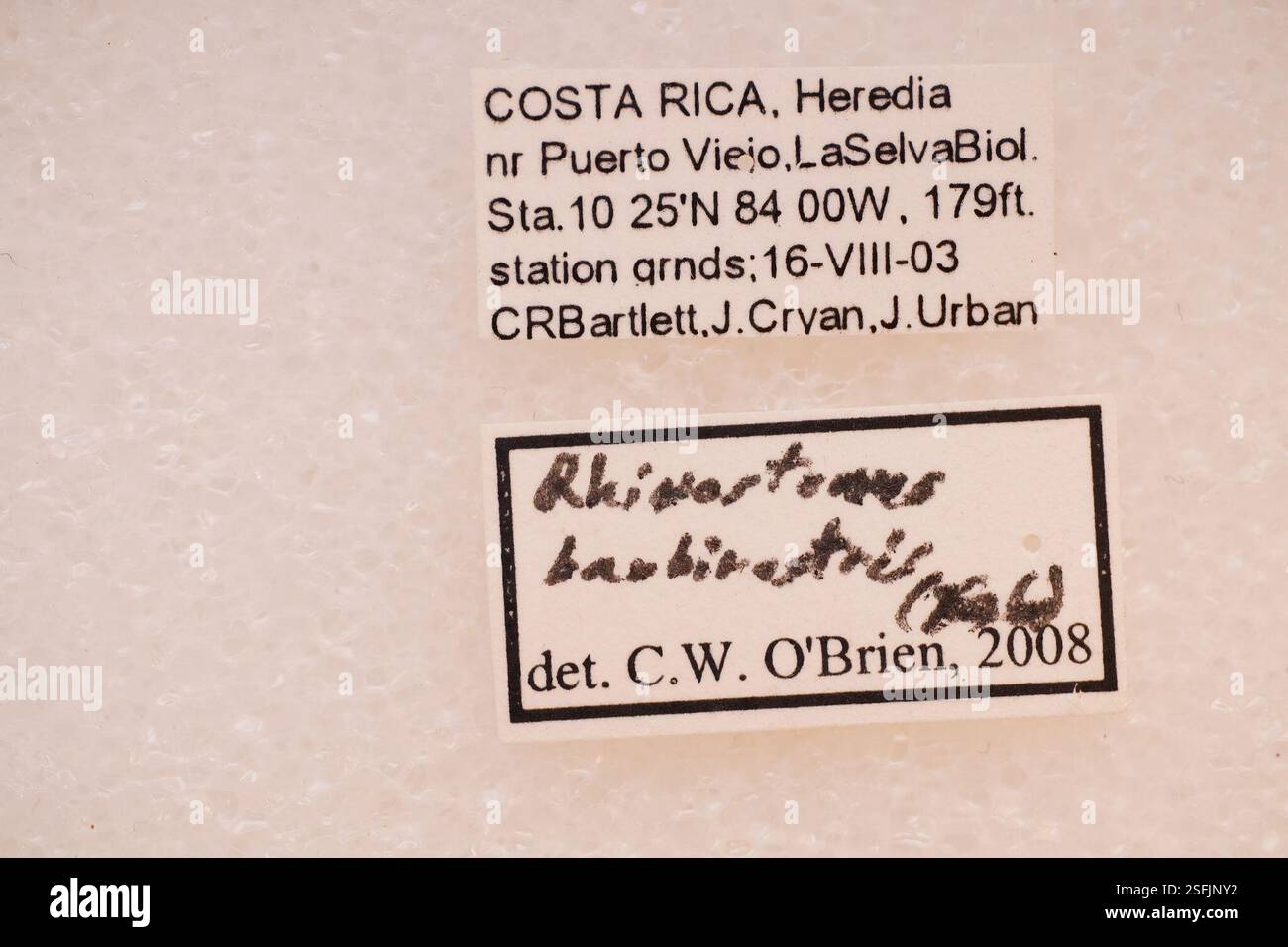 Bearded Weevil (Rhinostomus barbirostris), Insecta, Heredia Province ...