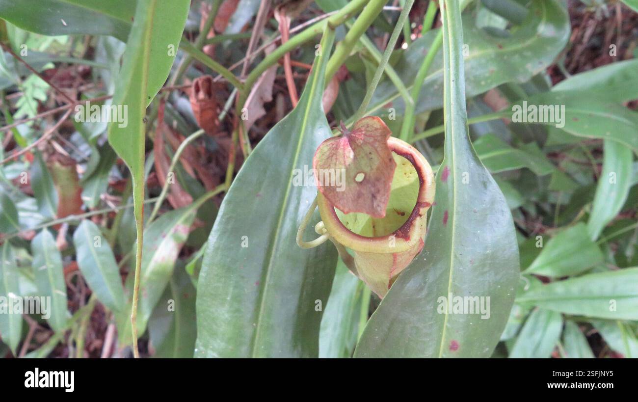 Common Swamp Pitcher-Plant (Nepenthes mirabilis), Plantae, Краби ...