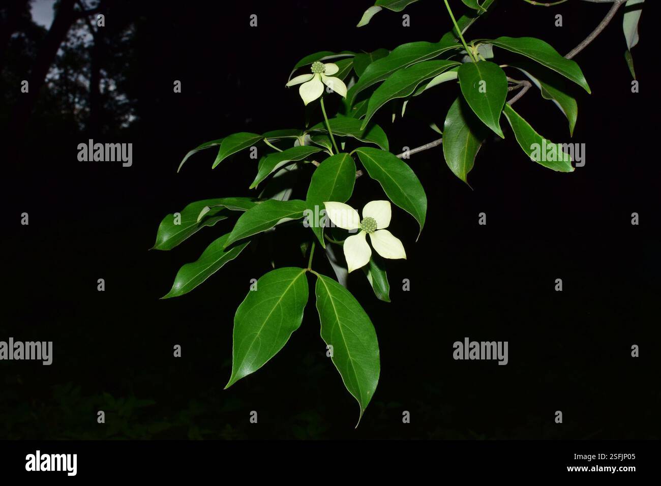 (Cornus elliptica), Plantae, 中国浙江省杭州市西湖区 Stock Photo - Alamy