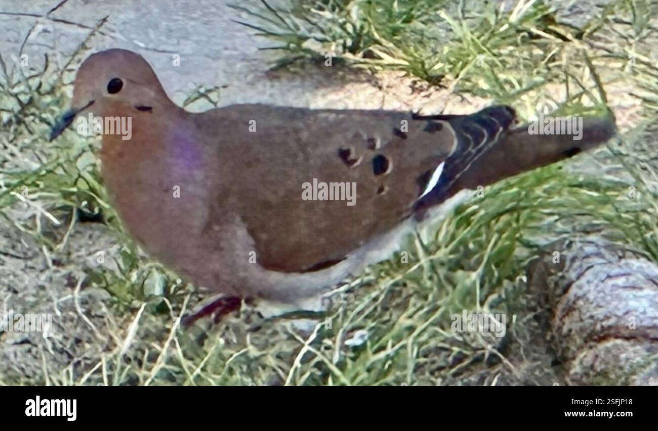 Zenaida Dove (Zenaida aurita), Aves, Saint Lucia, Saint Lucia, LC Stock ...