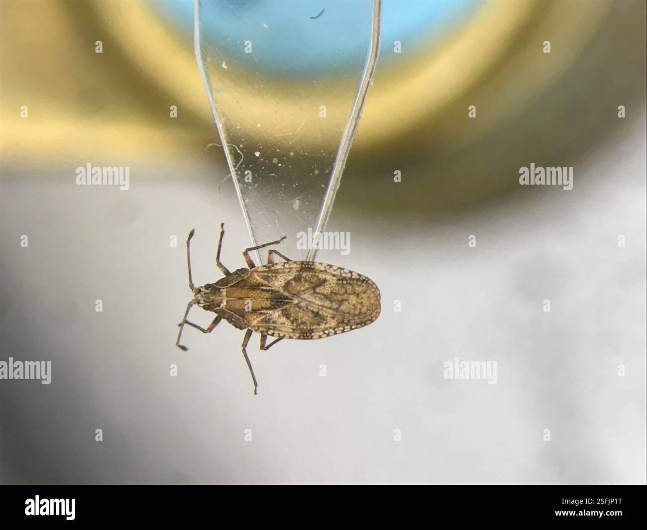 (Physatocheila variegata), Insecta, Capitale-Nationale, QC, Canada ...