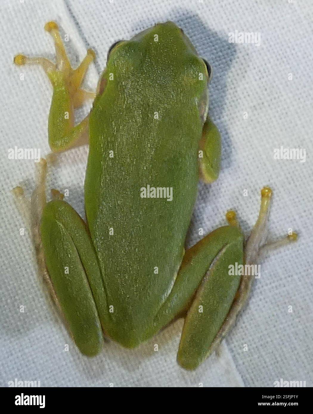 Squirrel Treefrog (Hyla squirella), Amphibia, River Rd. Preserve ...