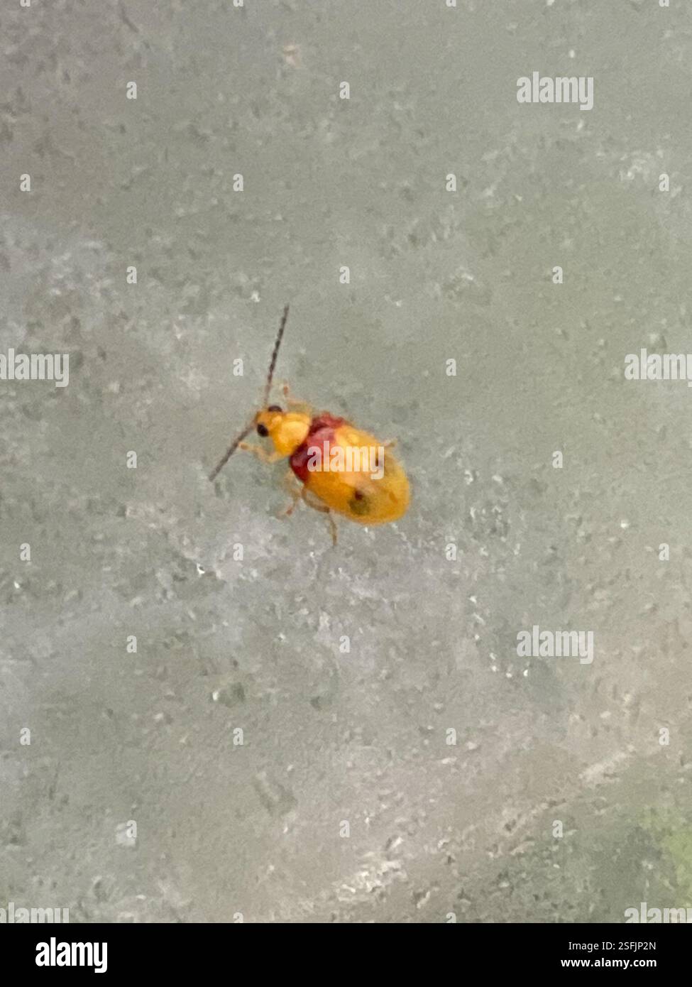 Red-shouldered Leaf Beetle (Monolepta australis), Insecta, Delaney Cct ...