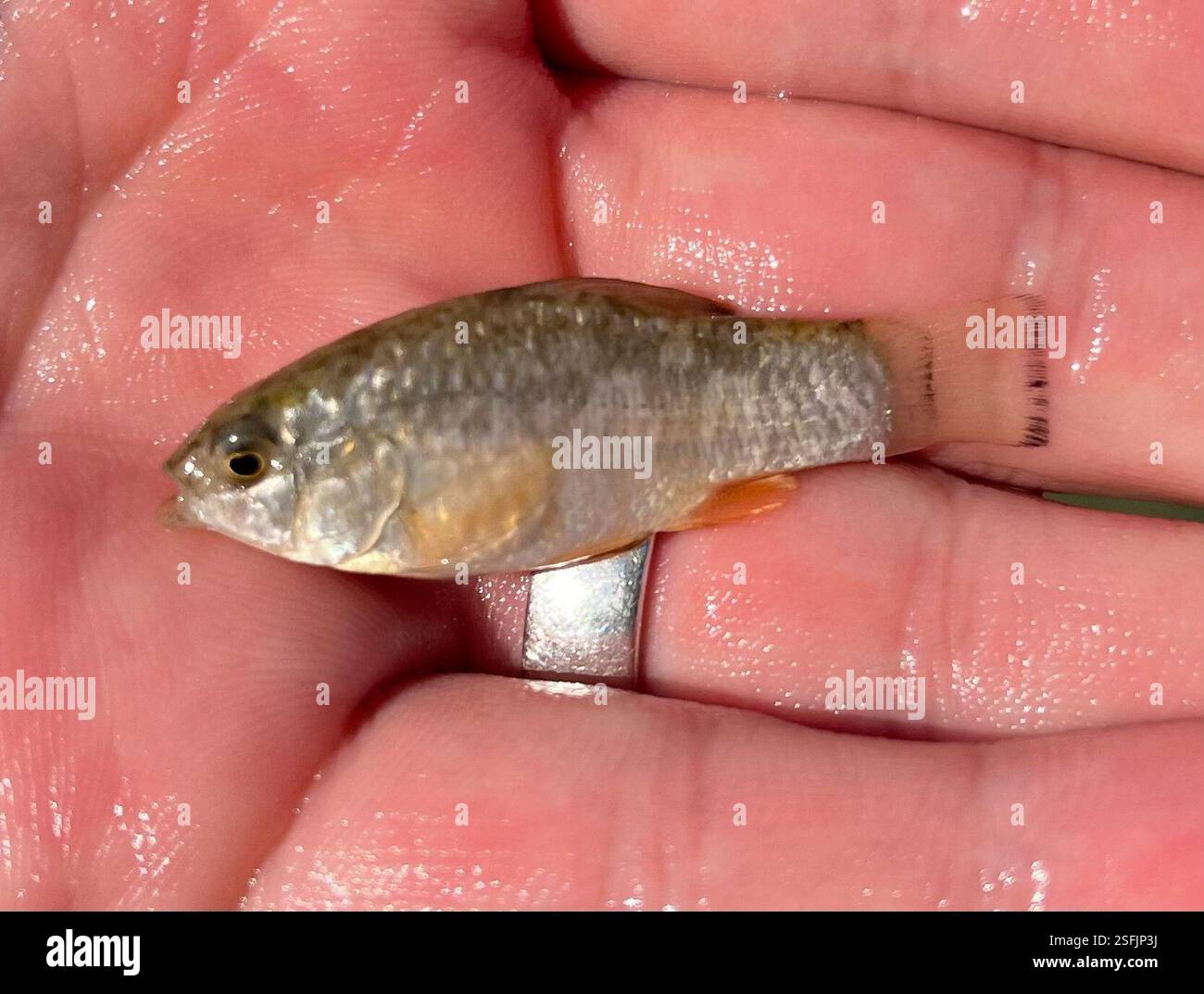 Sheepshead Minnow (Cyprinodon variegatus), Actinopterygii, Oso Bay ...