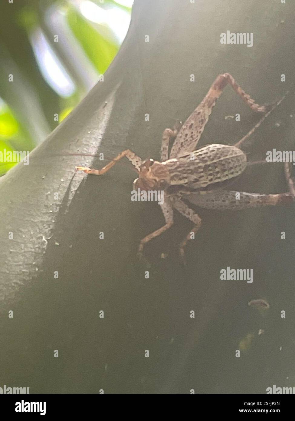 (Cardiodactylus novaeguineae), Insecta, Kuranda, QLD, AU Stock Photo ...