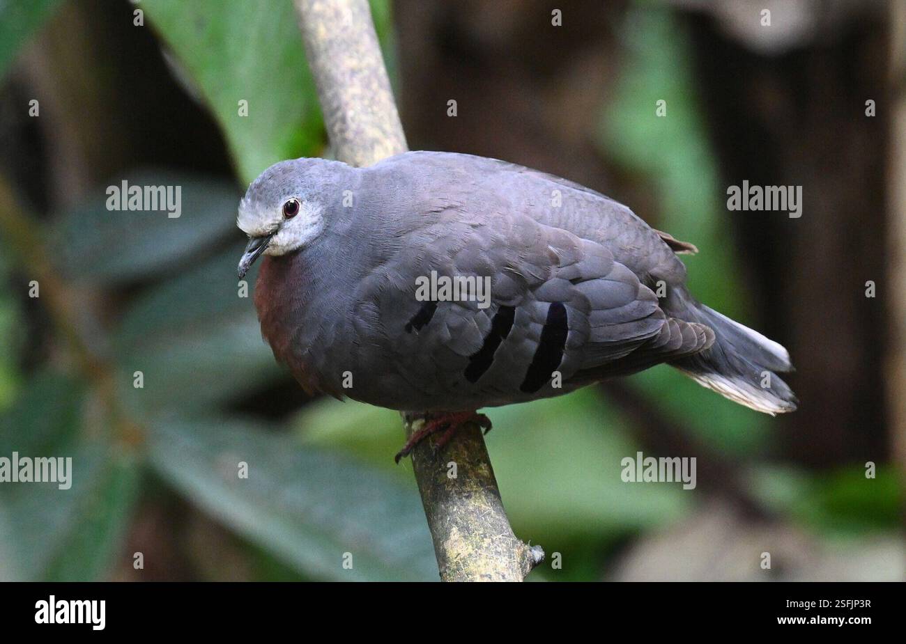 Maroon-chested Ground Dove (Paraclaravis mondetoura), Aves, Mirador Guaycapi, Quito, Ecuador ...