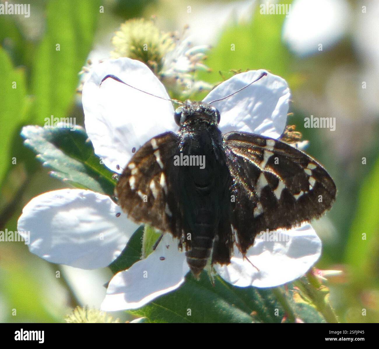 Long-tailed Skipper (Urbanus proteus), Insecta, River Rd. Preserve ...