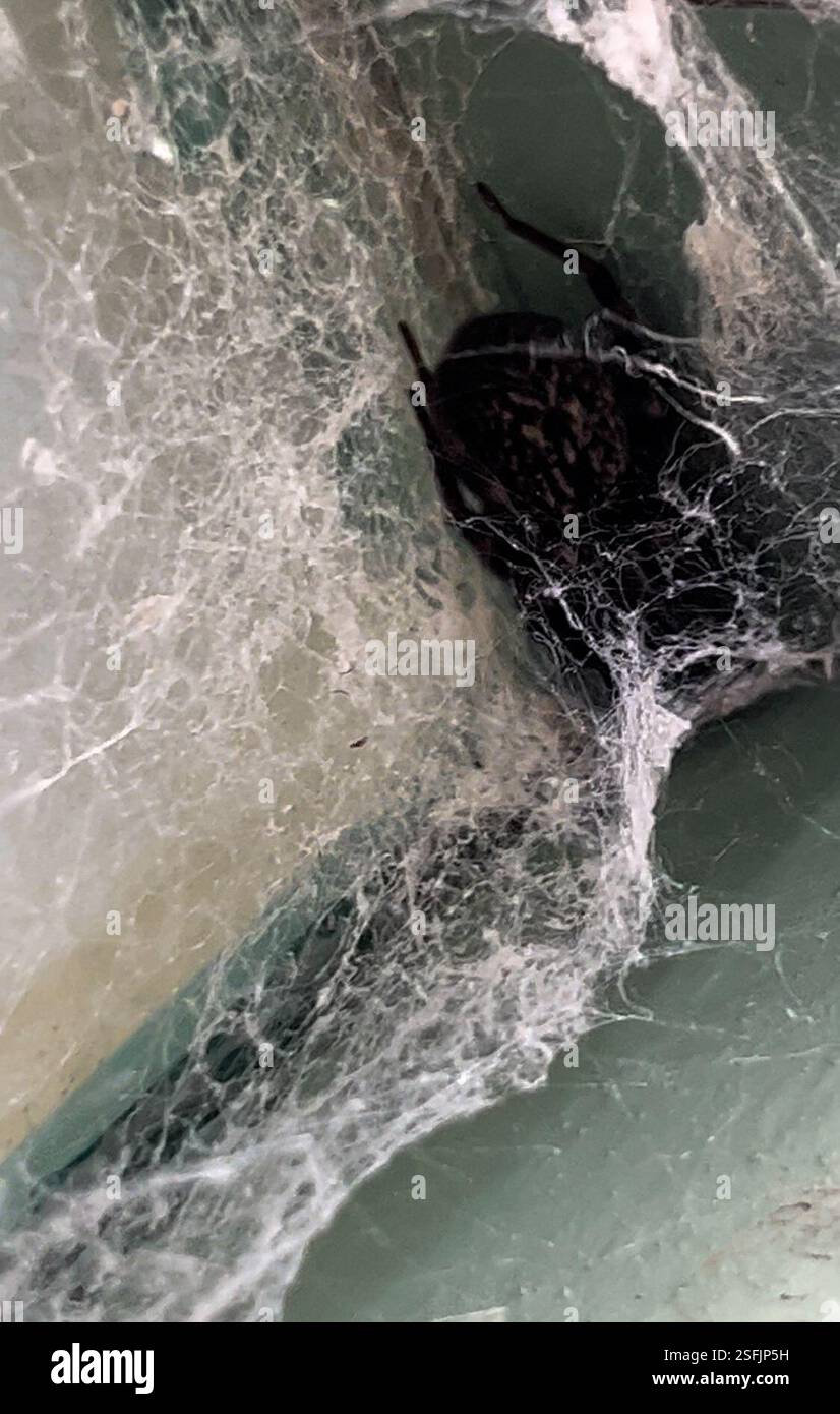 House Spiders (Badumna), Arachnida, Waiuku College, Waiuku, Auckland ...