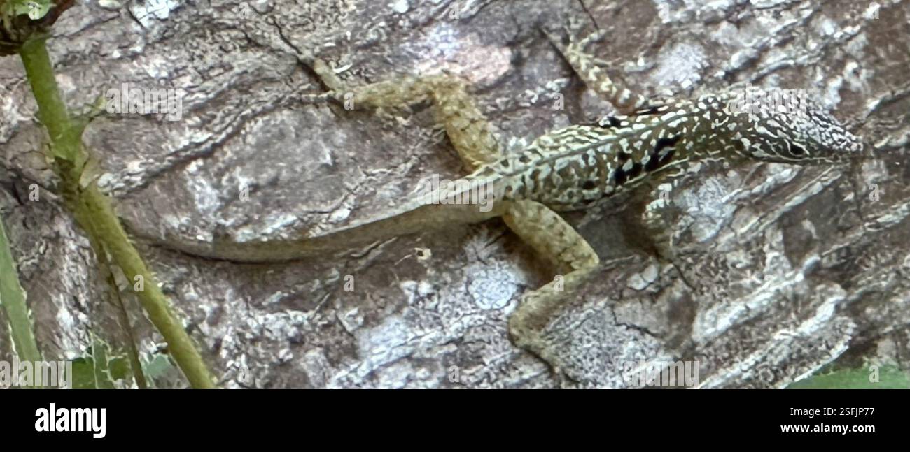 Anoles (Anolis), Reptilia, Cabrits National Park, Dominica, DM Stock ...