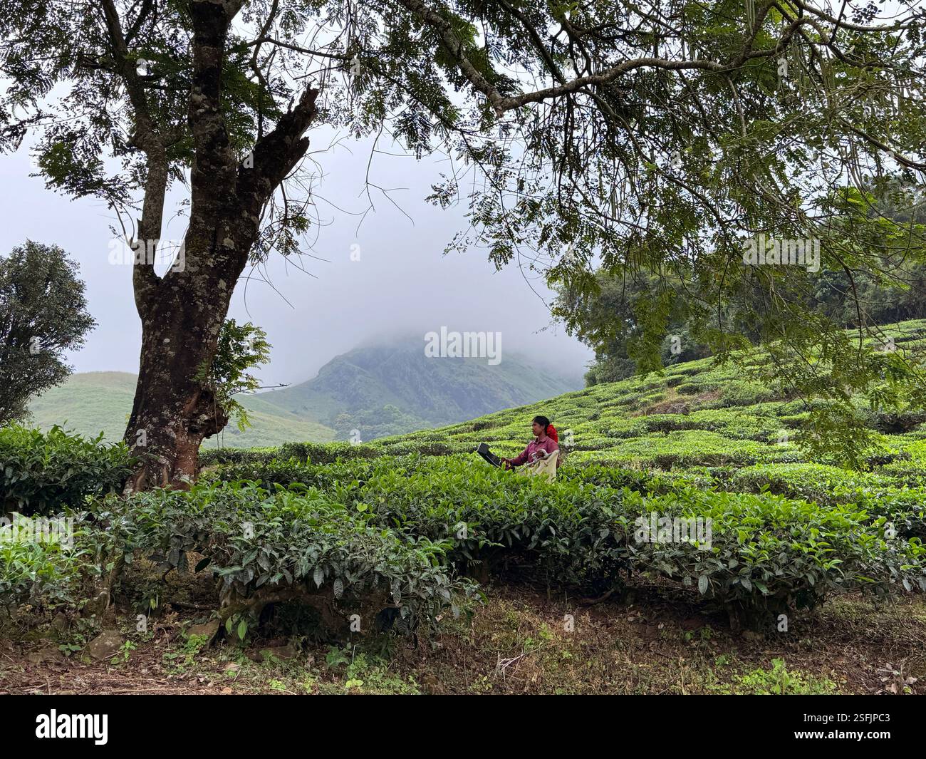 Local tribal groups picking tea on a plantation in Wayanad District ...