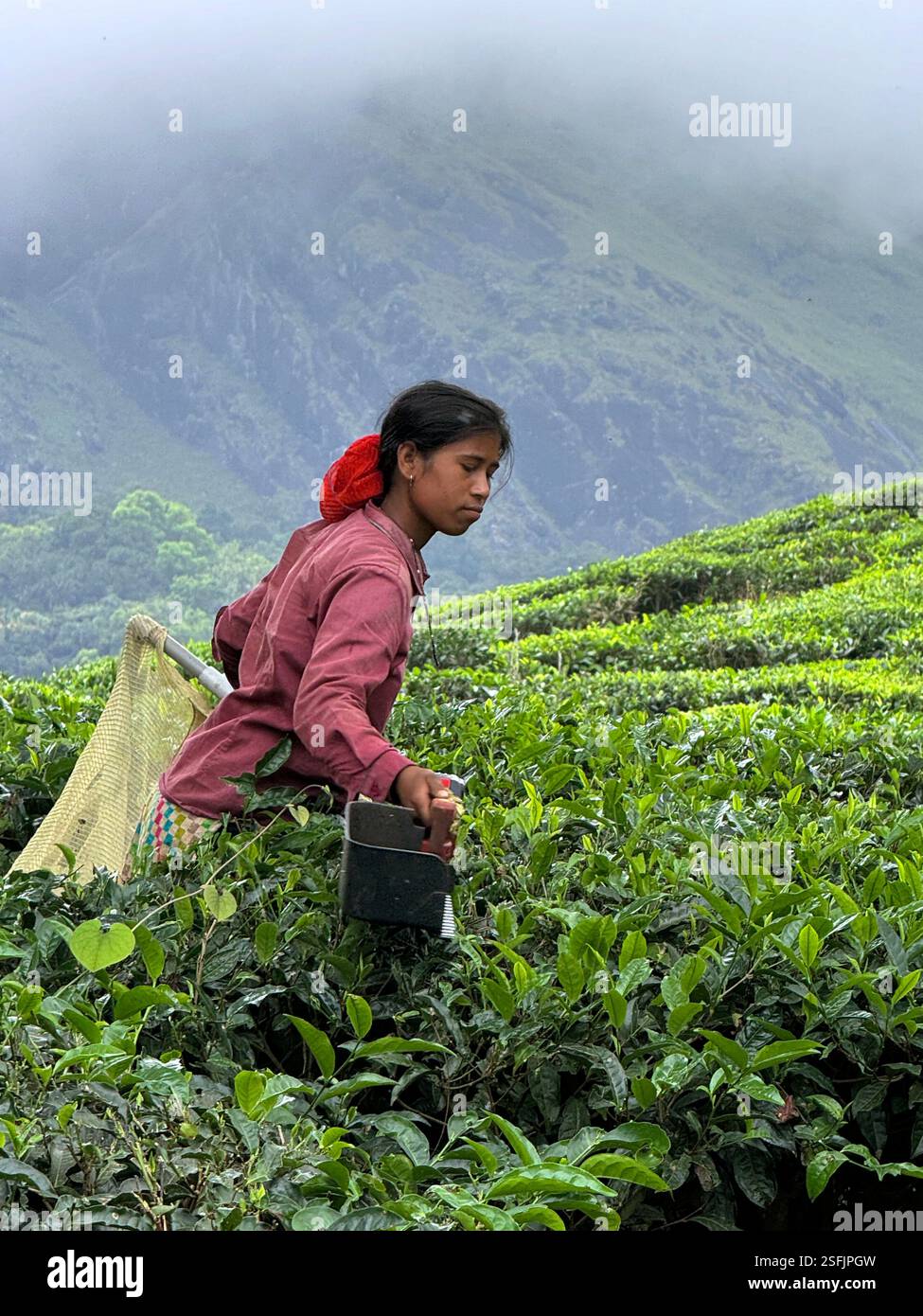 Local tribal groups picking tea on a plantation in Wayanad District ...