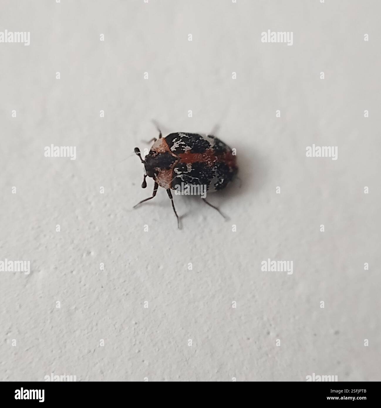 Common Carpet Beetle (Anthrenus scrophulariae), Insecta, Kosanin dol ...