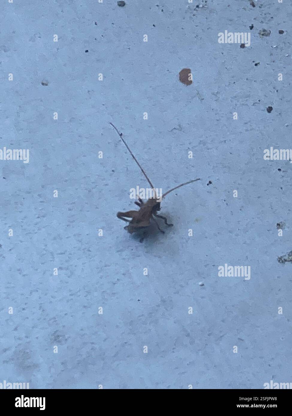 Shieldback Katydids (Tettigoniinae), Insecta, Tuxford St, Los Angeles ...