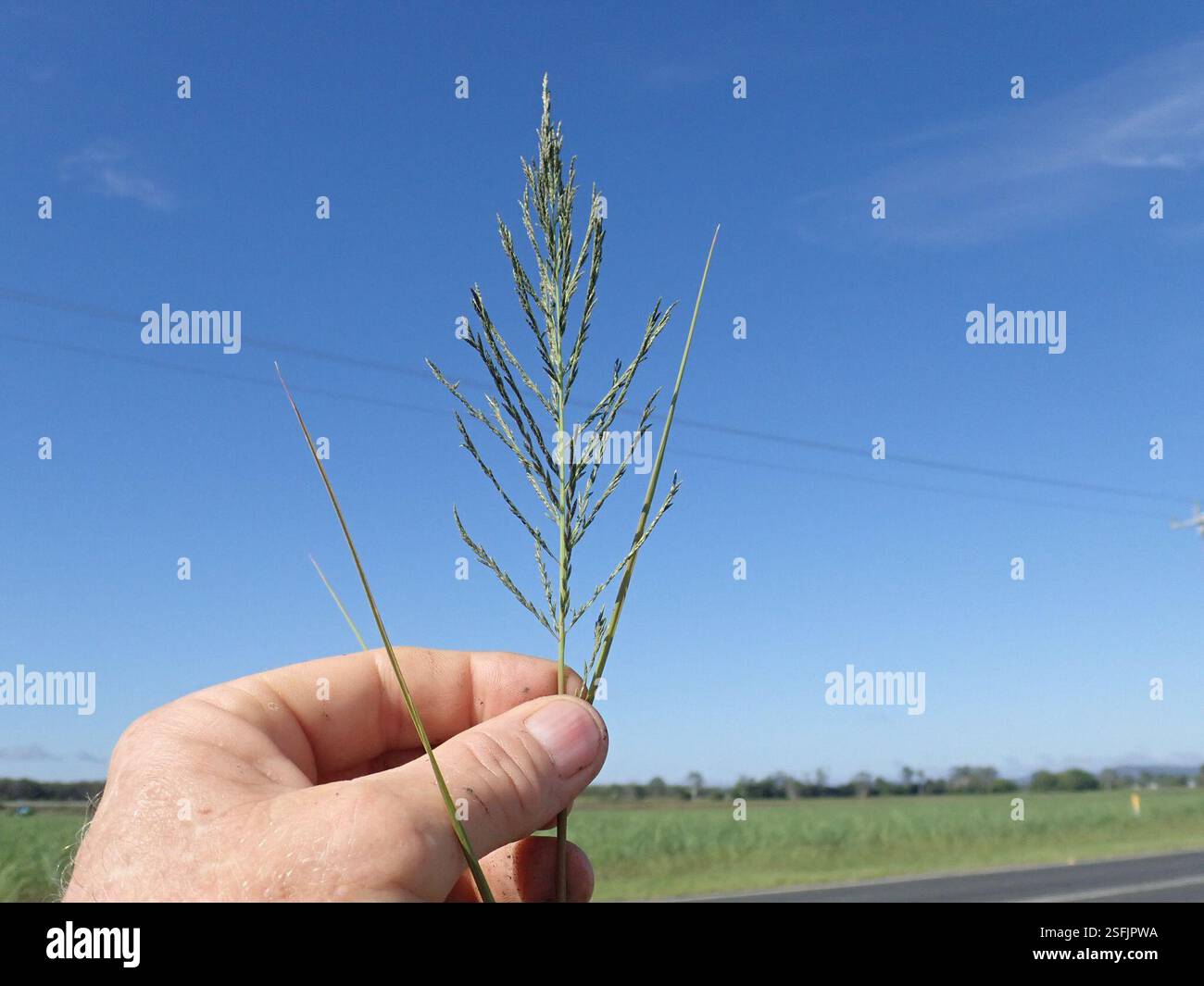 mexican sprangletop (Diplachne fusca uninervia), Plantae, Woodburn, nsw ...
