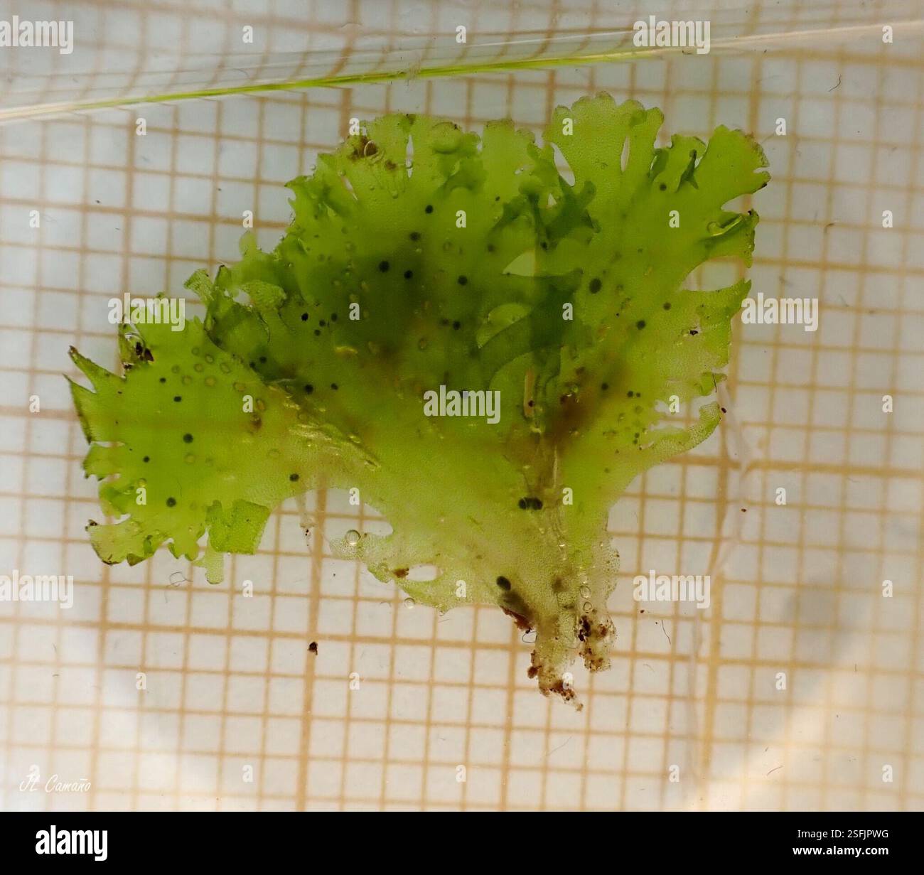 Dotted Hornwort (Anthoceros punctatus), Plantae, Pontevedra, ES-GA, ES ...