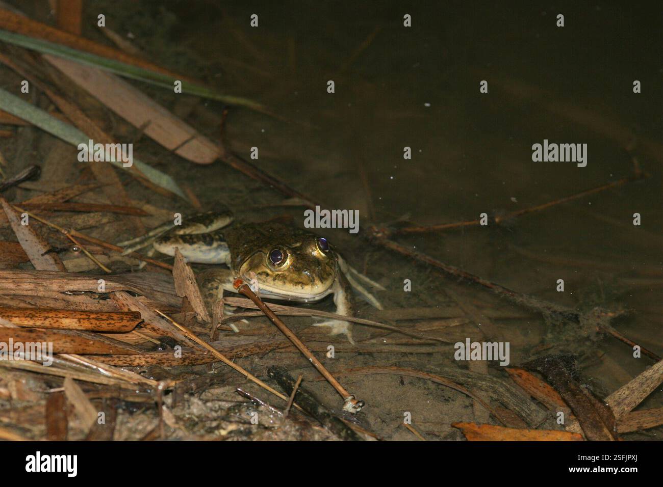 Crowned bullfrog (Hoplobatrachus occipitalis), Amphibia, Lac Youbi ...