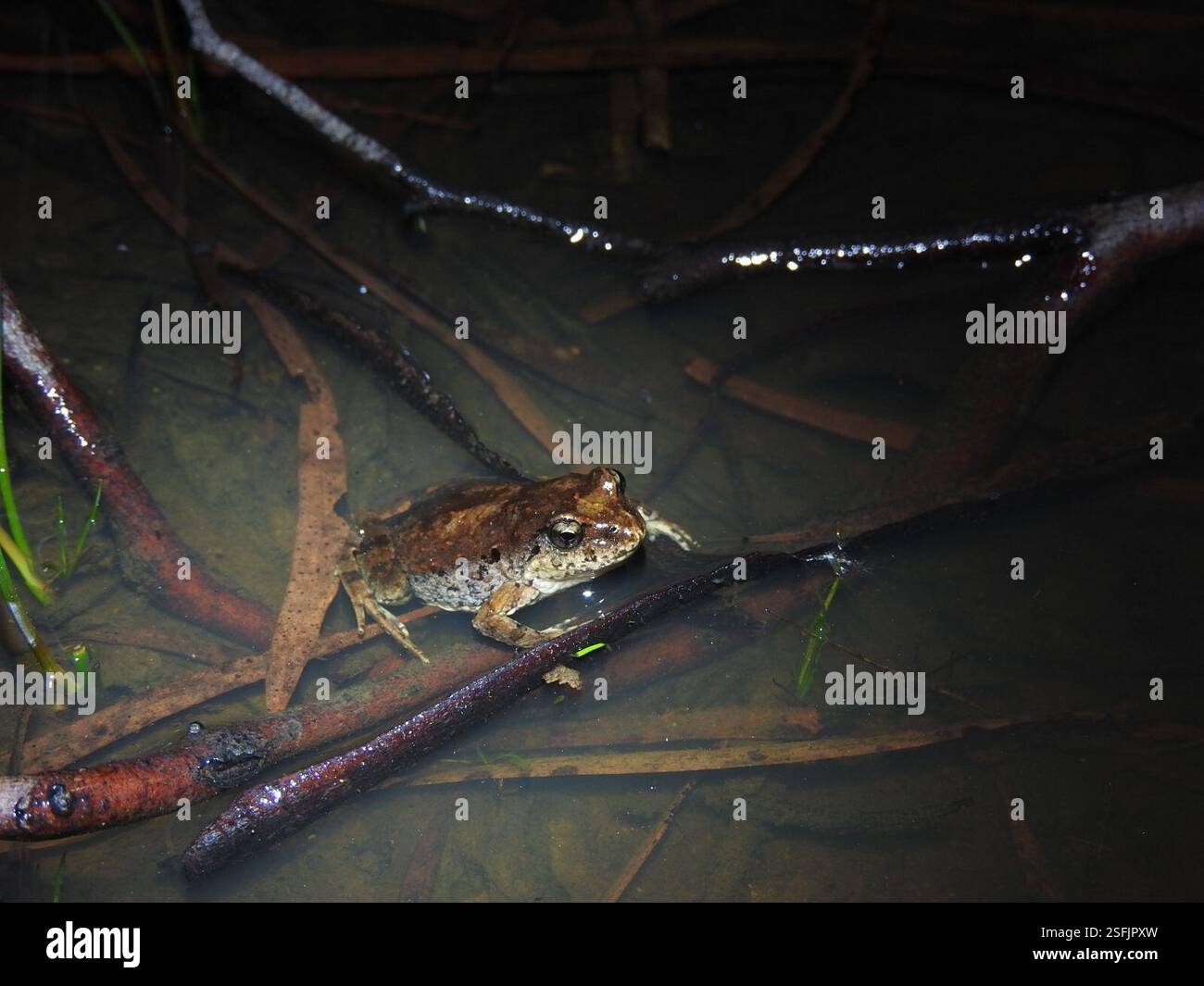Common Eastern Froglet (Crinia signifera), Amphibia, Hobart TAS ...