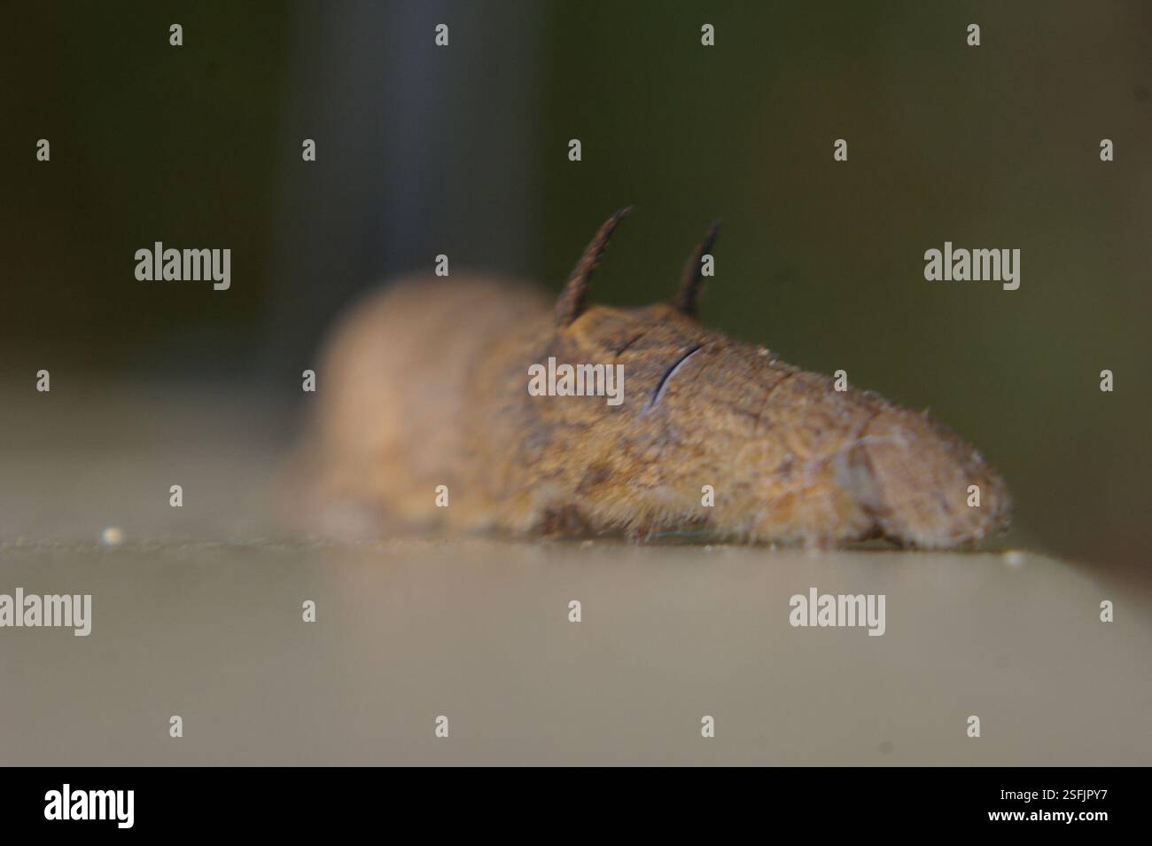 Gum Snout Moth (Entometa fervens), Insecta, Geelong VIC, Australia ...