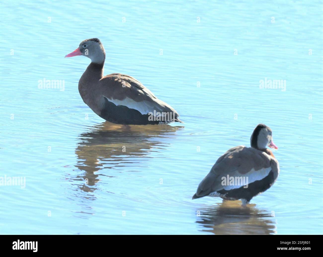 Black-bellied Whistling-Duck (Dendrocygna autumnalis), Aves, Orange ...