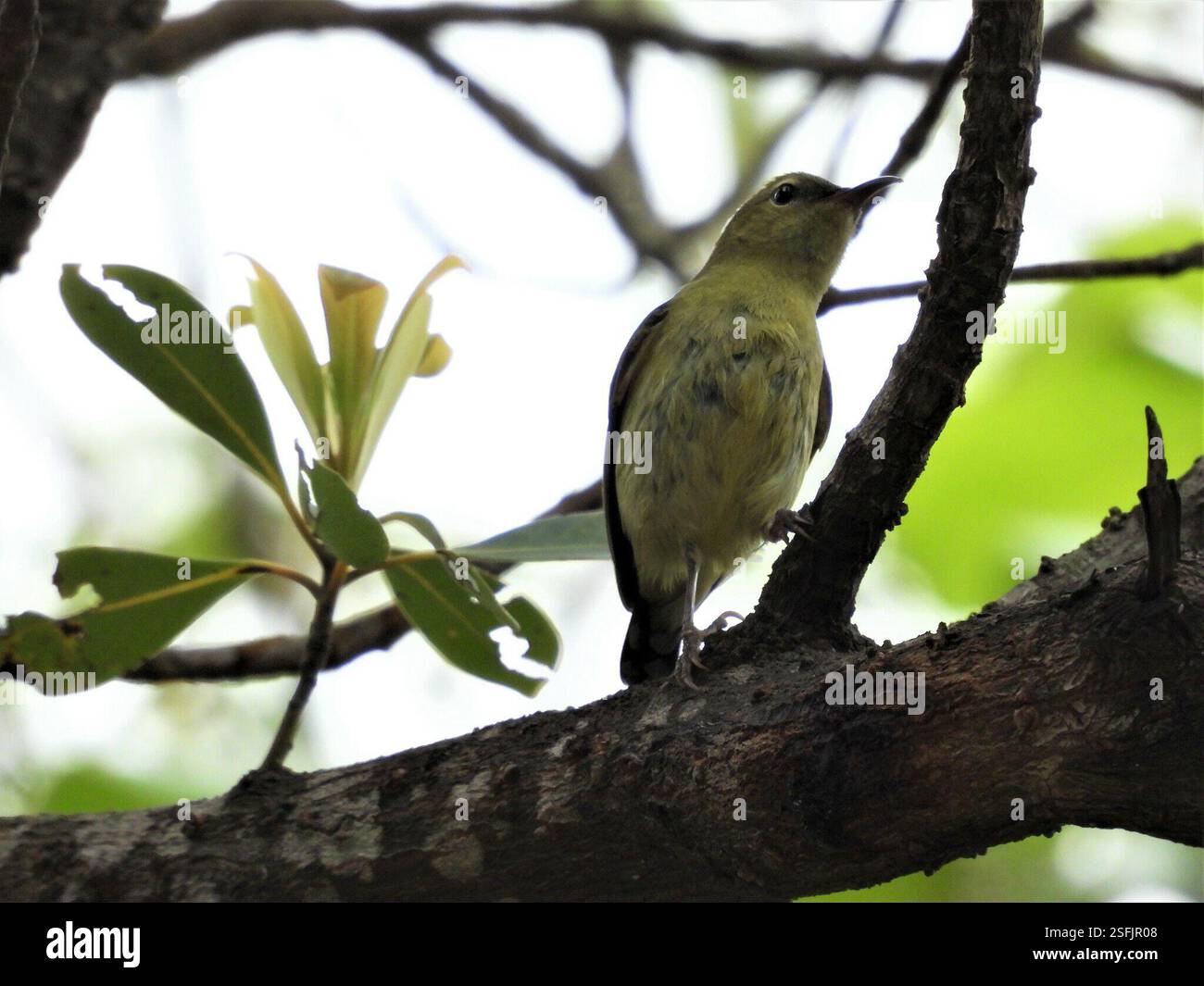 Fork-tailed Sunbird (Aethopyga christinae), Aves, Lung Fu Shan, Hong ...