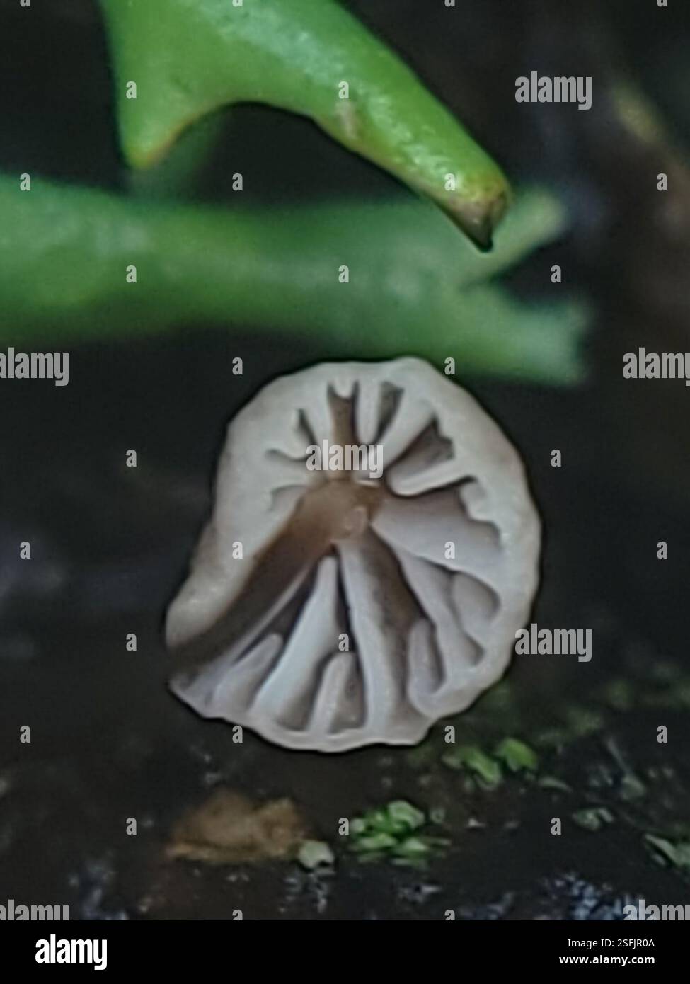 Oak-leaf Pinwheel (Collybiopsis quercophila), Fungi, Palomar Park, CA ...