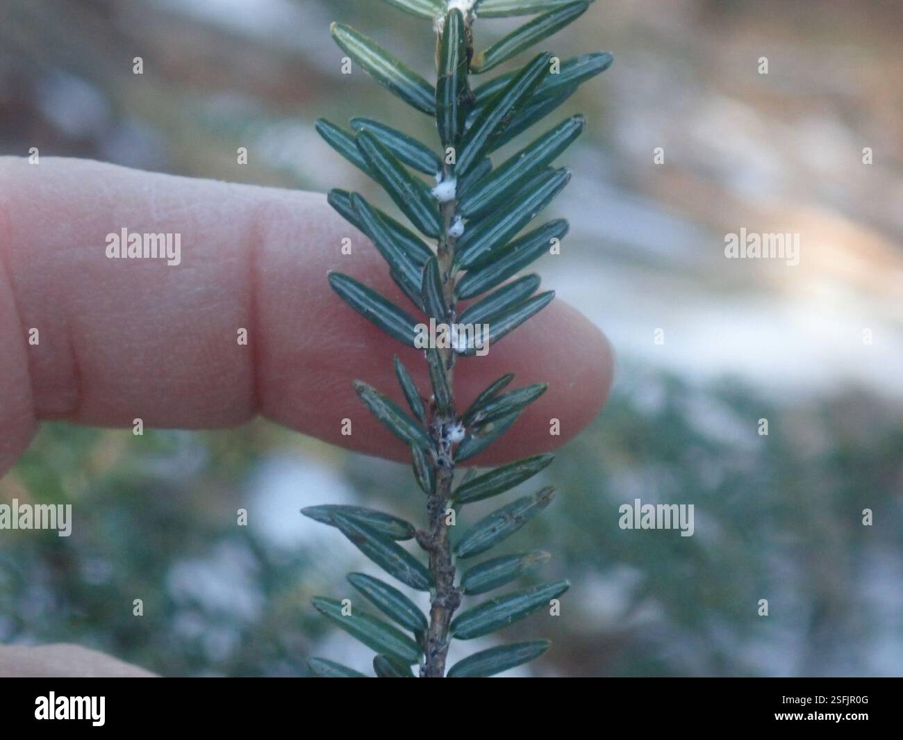 Hemlock Woolly Adelgid (Adelges tsugae), Insecta, New Salem, MA, USA ...