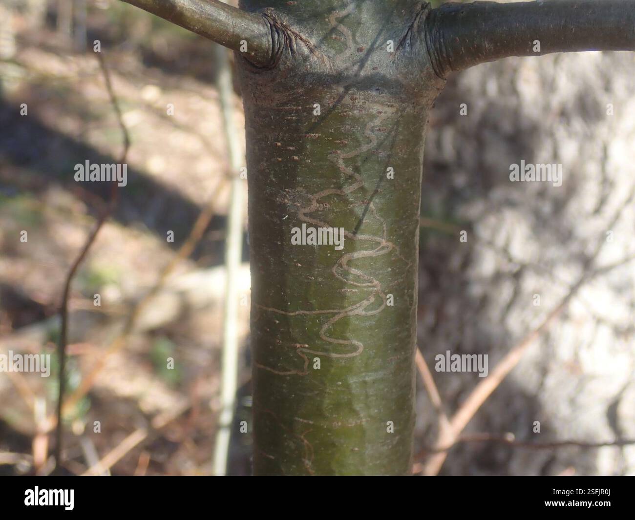 White Pine Barkminer Moth (Marmara fasciella), Insecta, Worcester ...