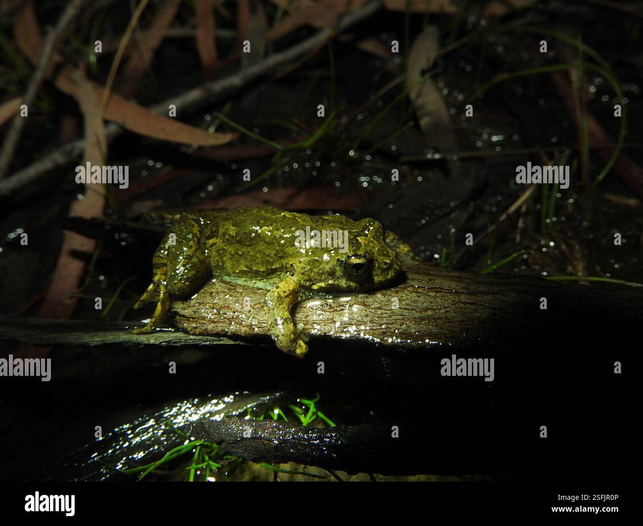 Common Eastern Froglet (Crinia signifera), Amphibia, Hobart TAS ...