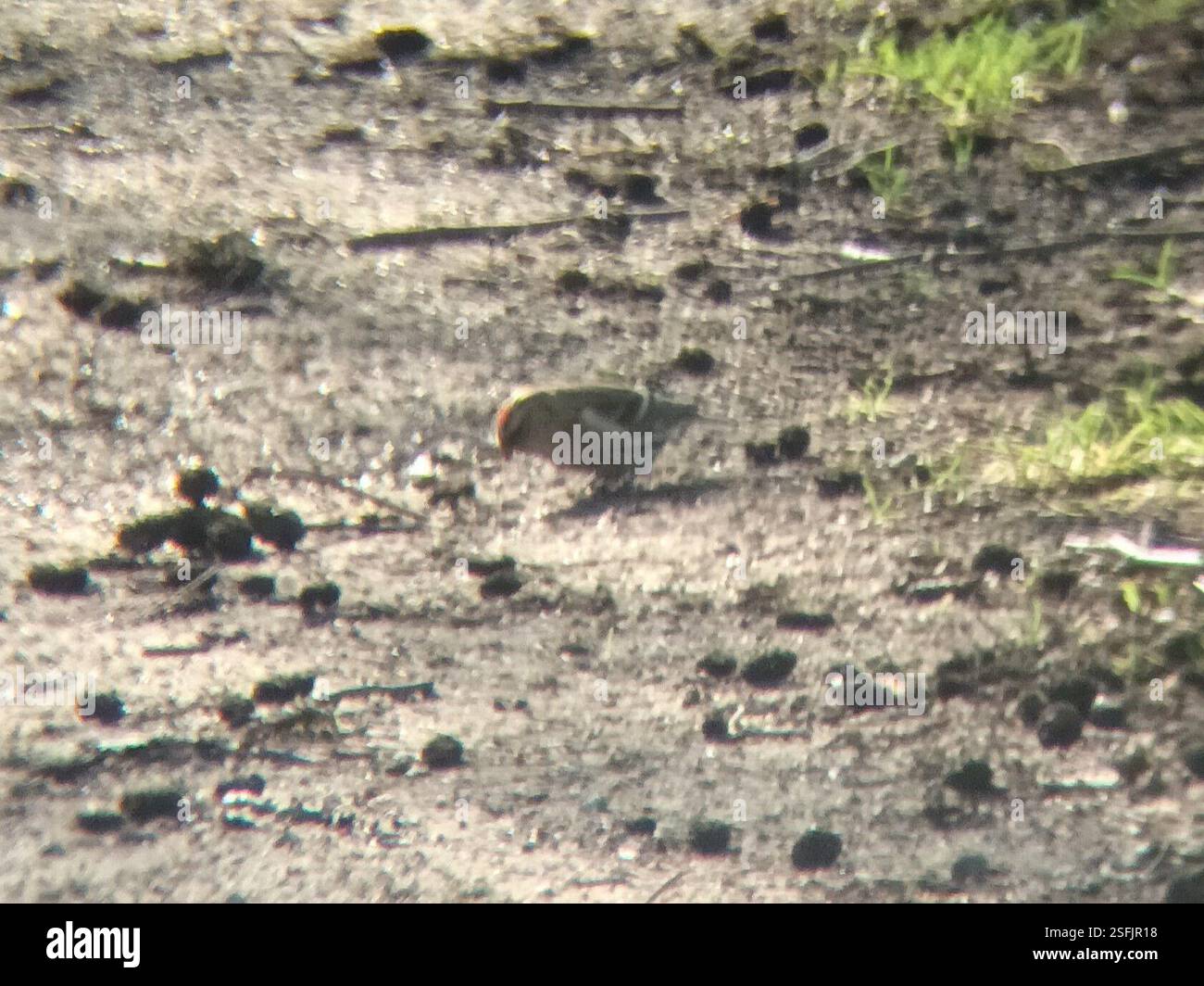 Lesser Redpoll (Acanthis flammea cabaret), Aves, Lakenheath, UK Stock ...
