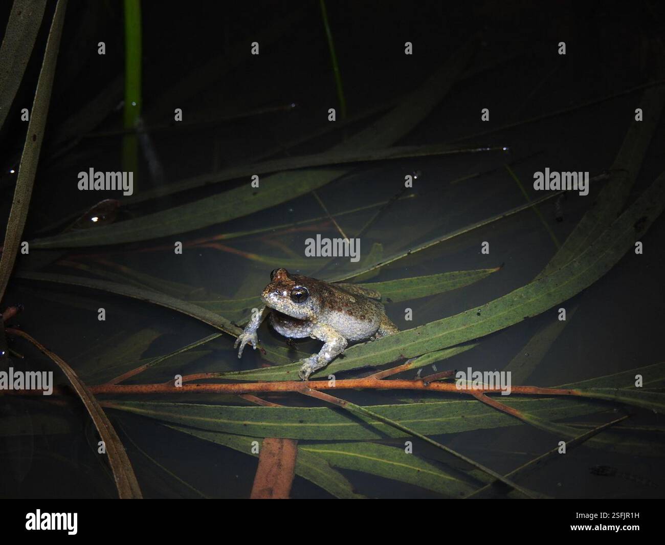 Common Eastern Froglet (Crinia signifera), Amphibia, Hobart TAS ...