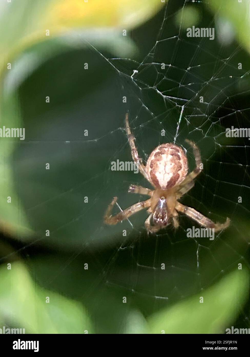 Silver-sided Sector Spider (Zygiella x-notata), Arachnida, Sheen Lane ...