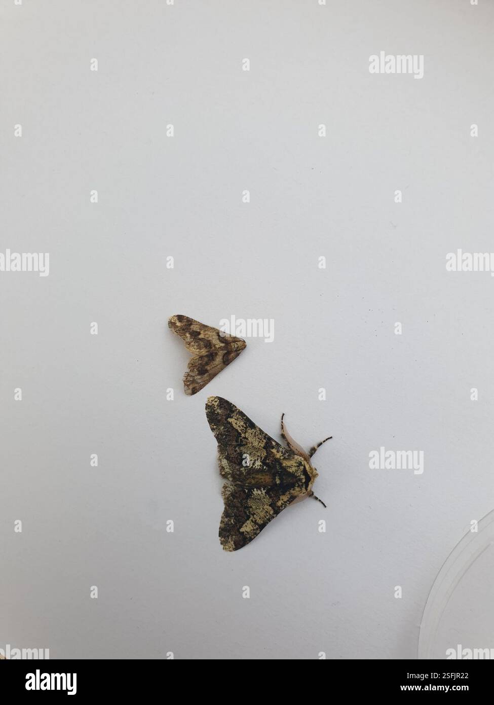 Spring Usher Moth (Agriopis leucophaearia), Insecta, Dumfries, UK Stock ...