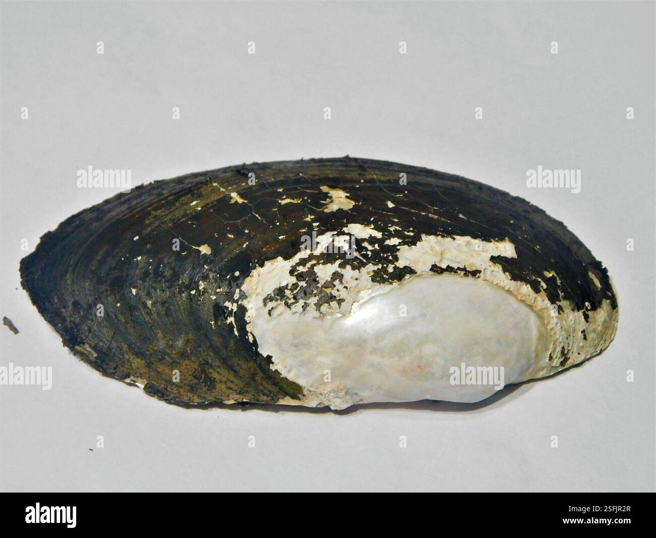 (Anodontites trapesialis), Mollusca, 55100 Bella Unión, Departamento de ...