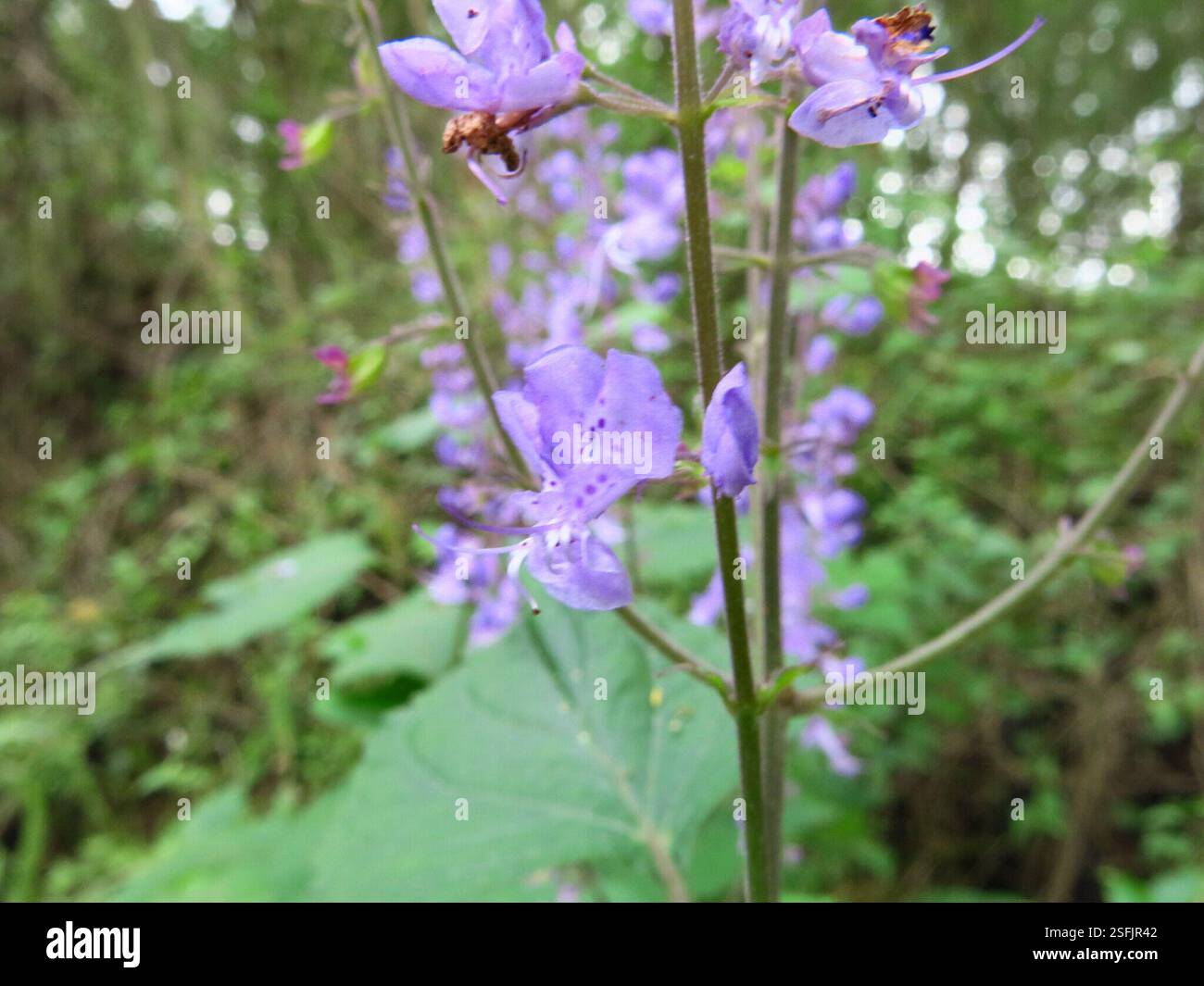 pink fly bush (Plectranthus fruticosus), Plantae, Howick, 3290, South ...