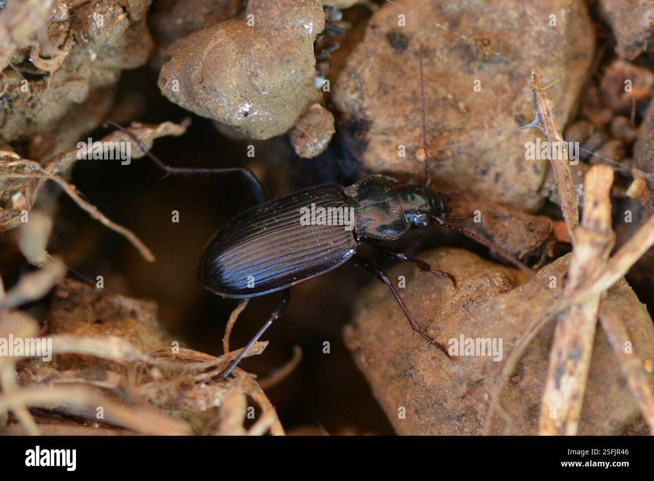 (Nebria), Insecta, 5070 Frick, Schweiz, 12° C outside Stock Photo - Alamy