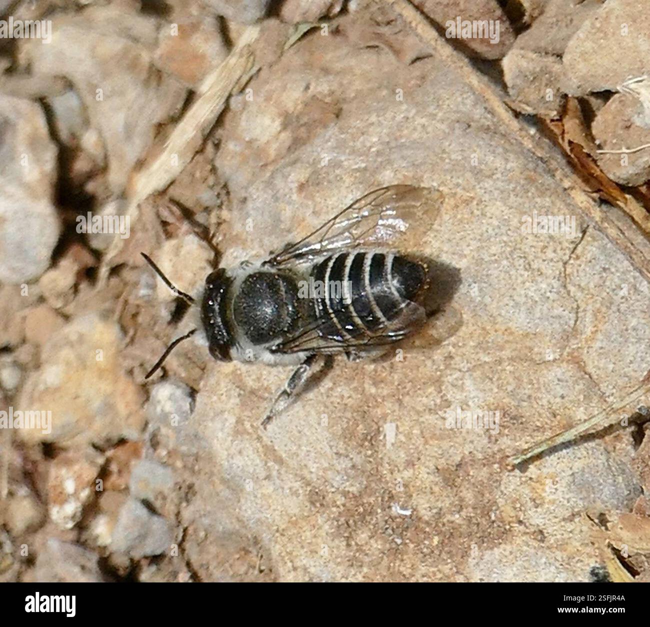 (Megachile concinna), Insecta, Santo Antão, Cape Verde, CV Stock Photo ...