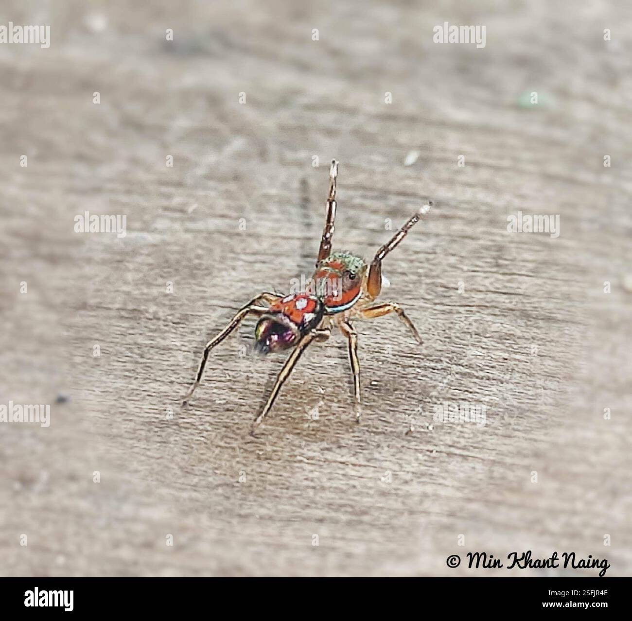 Jade Jumping Spider (Siler semiglaucus), Arachnida, Kawkareik Stock ...