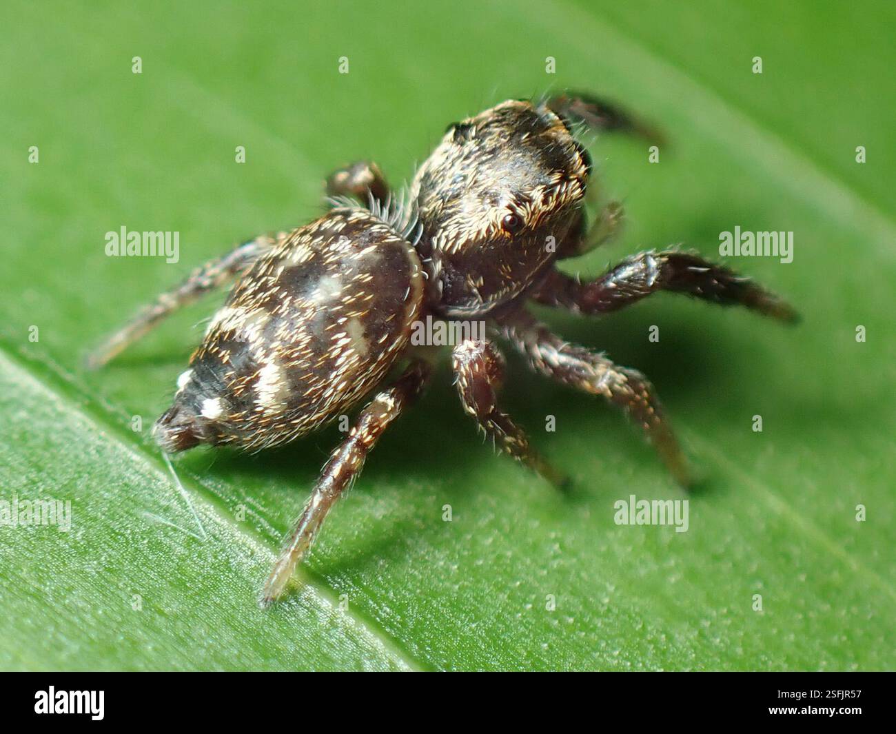 Paradise Jumping Spiders (Habronattus), Arachnida, El Edén, Honduras ...