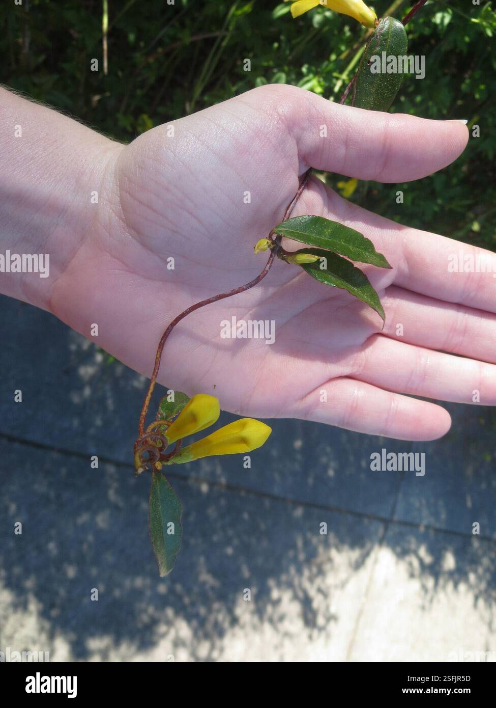 yellow jessamine (Gelsemium sempervirens), Plantae, Windsor Forest ...