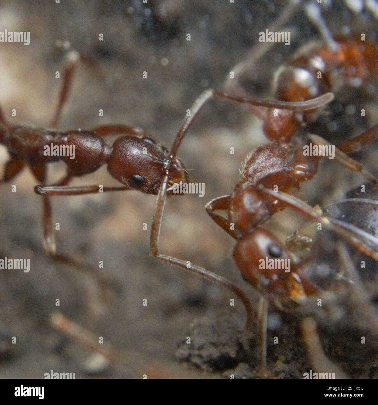 Elongate Razorjaw Ant (Leptogenys elongata), Insecta, San Pedro Garza ...