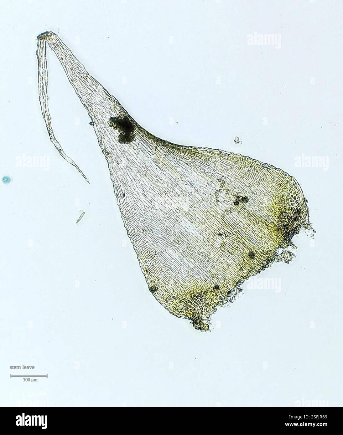 Mouse-tail Moss (Pseudisothecium myosuroides), Plantae, Pontevedra ...